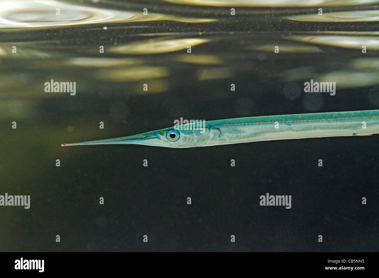 Needlefish hi-res stock photography and images - Alamy
