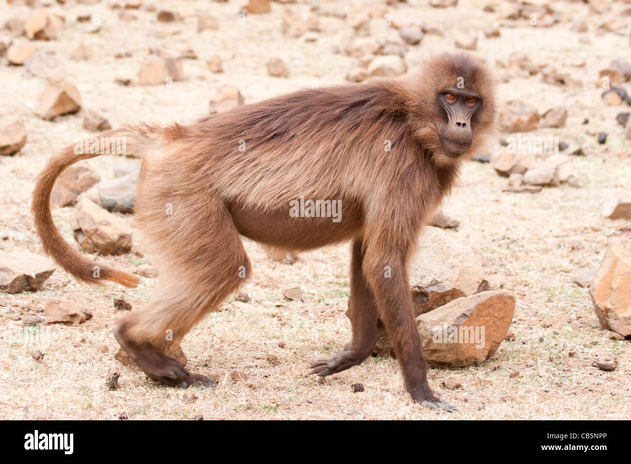A female Gelada Baboon grazing along the Northern Escarpment in the ...