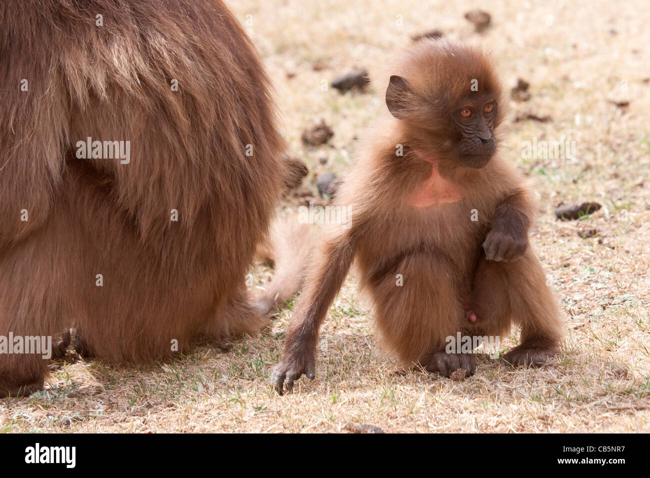 A young Gelada Baboon grazing beside his mother along the Northern ...
