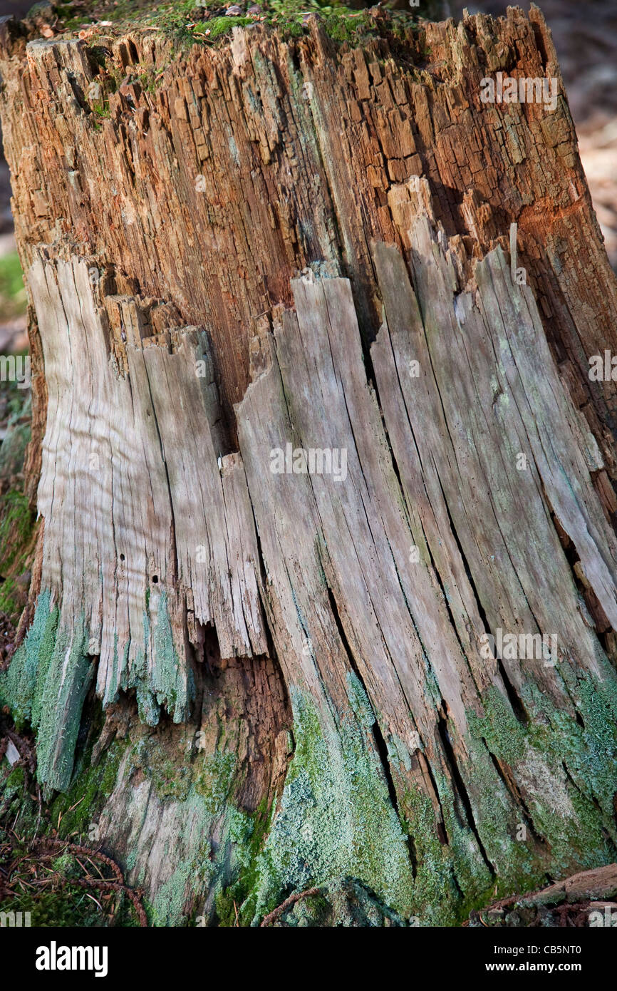 Conifer tree stump New Forest Hampshire UK. Photo:Jeff Gilbert Stock ...
