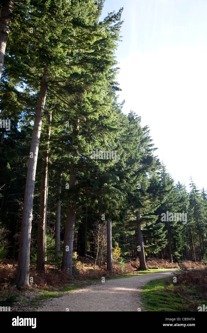 Conifer NWA Restaurant News: Conifer In Bentonville Gives Farmers