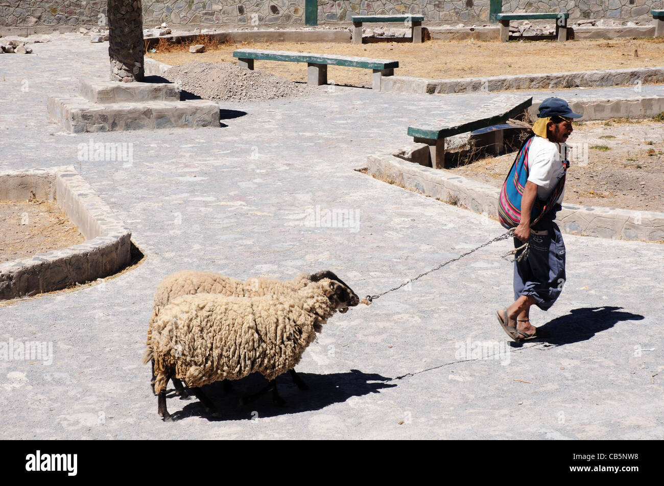 A man leading a pair of sheep in Peru Stock Photo - Alamy