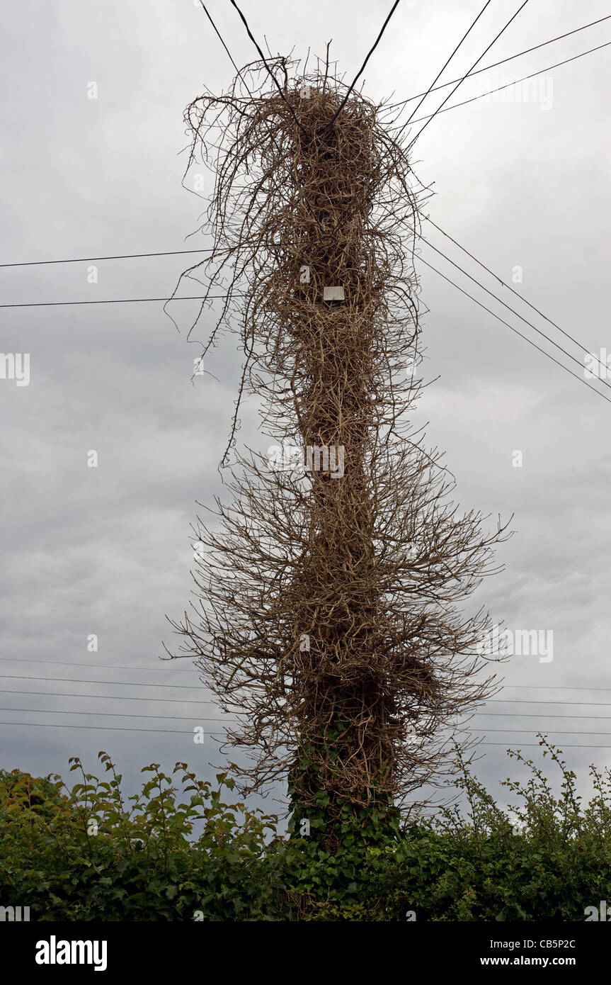 Bt Telephone Pole Stock Photos & Bt Telephone Pole Stock Images - Alamy