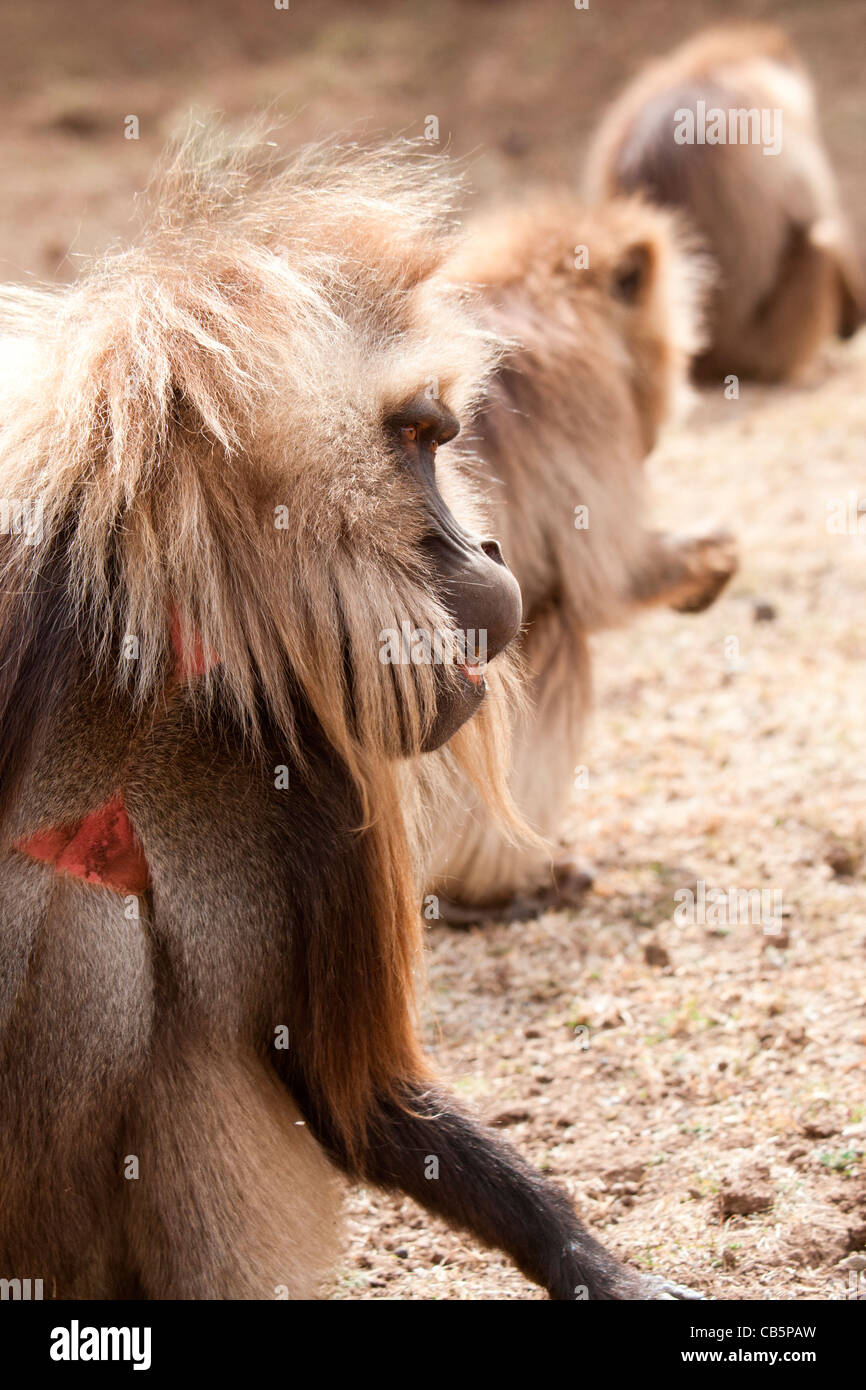 A troop of Gelada Baboons grazing along the Northern Escarpment in the ...