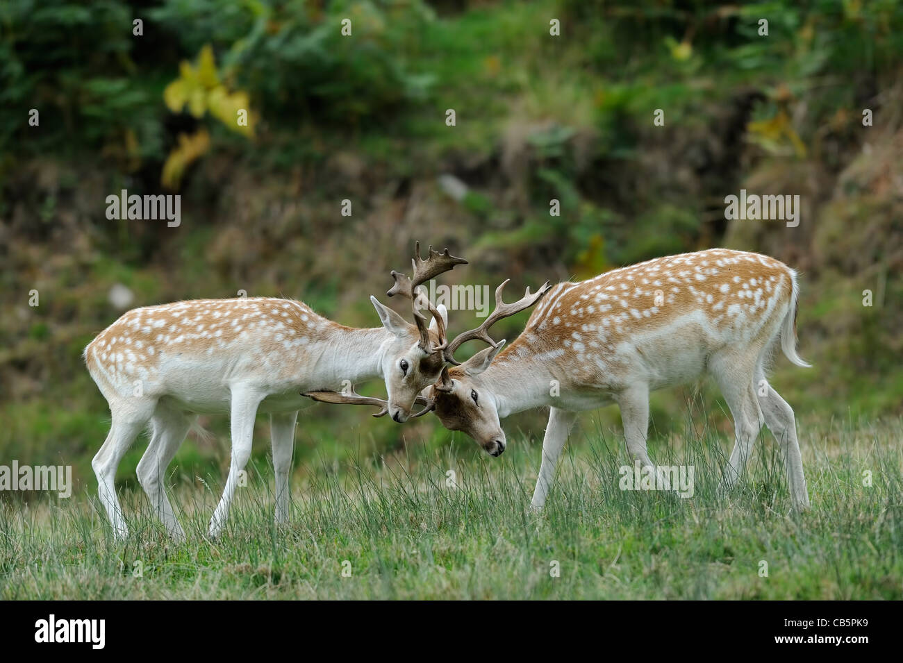 fallow deer fighting during the rut Stock Photo - Alamy