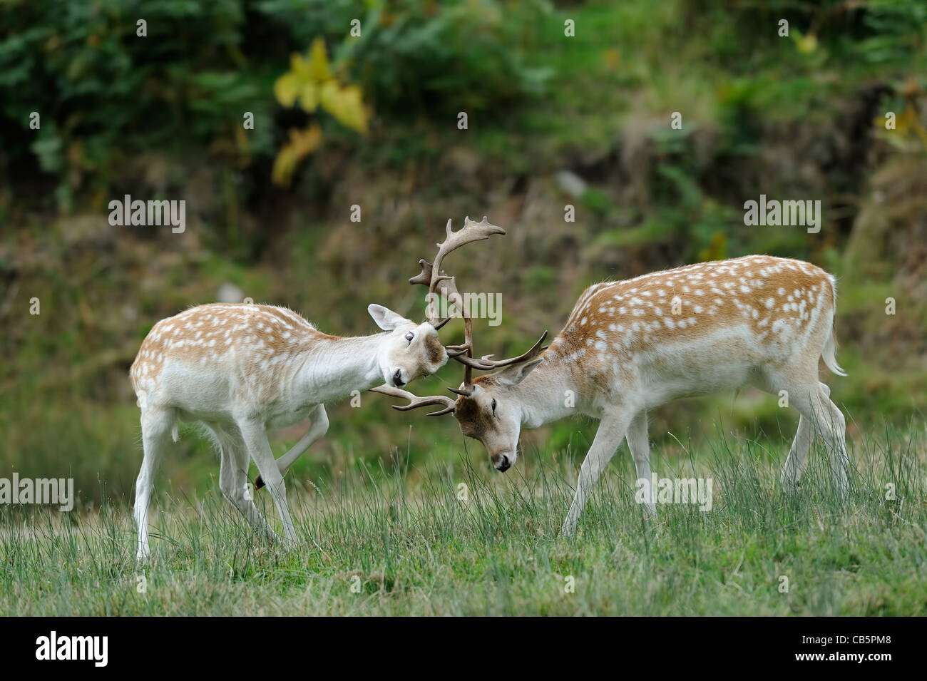 fallow deer fighting during the rut Stock Photo - Alamy