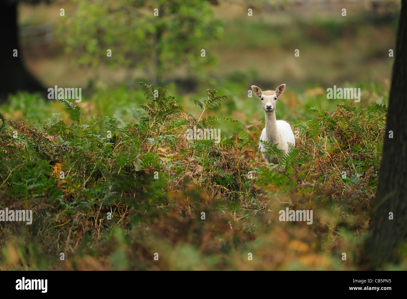 fallow deer in the forest fern Stock Photo - Alamy