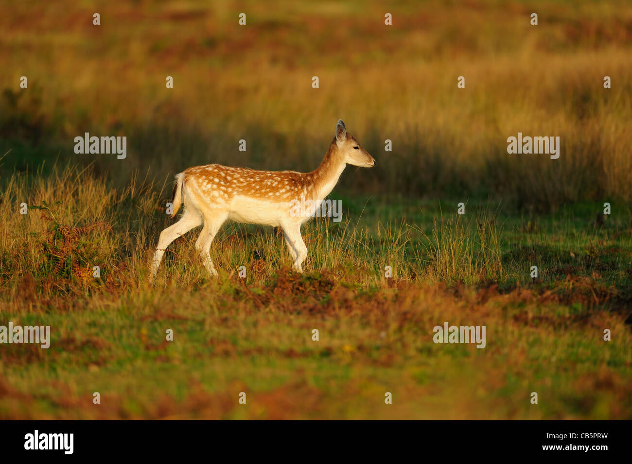 young fallow deer at dawn Stock Photo - Alamy