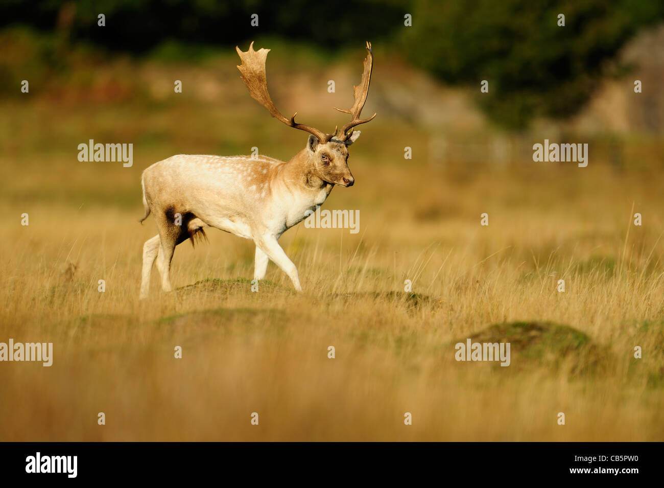 male fallow deer in field at dawn Stock Photo - Alamy