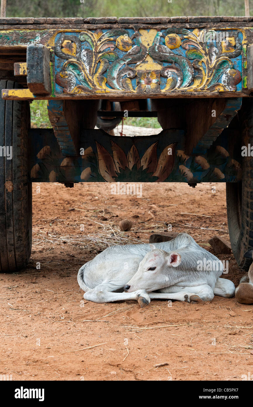 Young Indian Zebu calf under a bullock cart in a rural Indian village ...