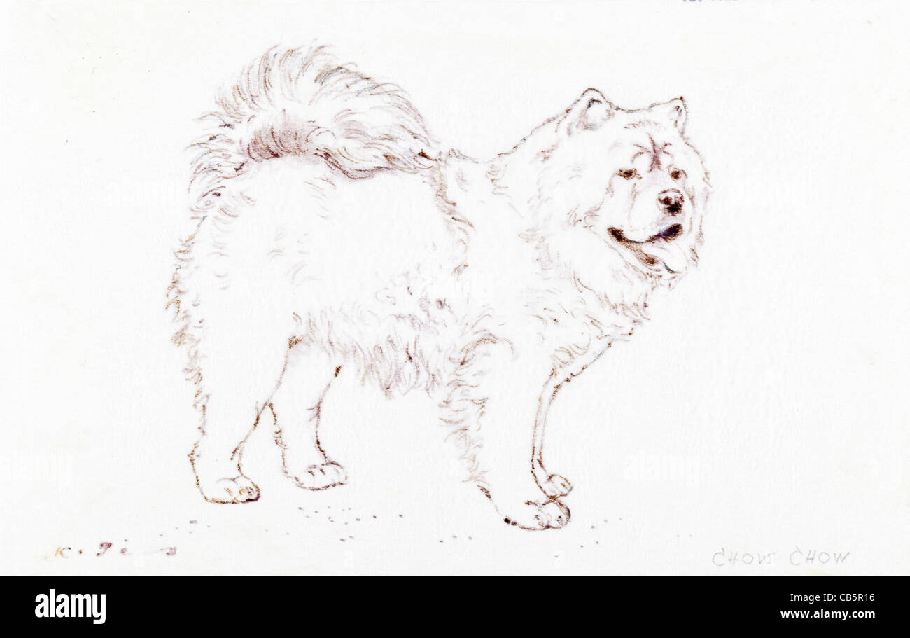 Chow chow dog drawing hi-res stock photography and images - Alamy