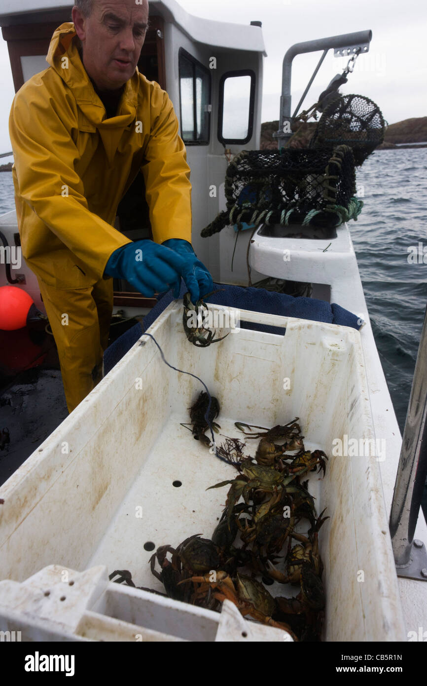 Scottish crabs hi-res stock photography and images - Alamy