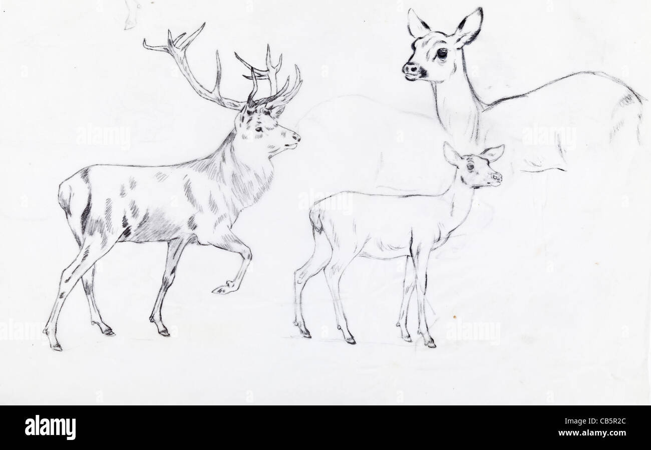 Leaping Stag Drawing