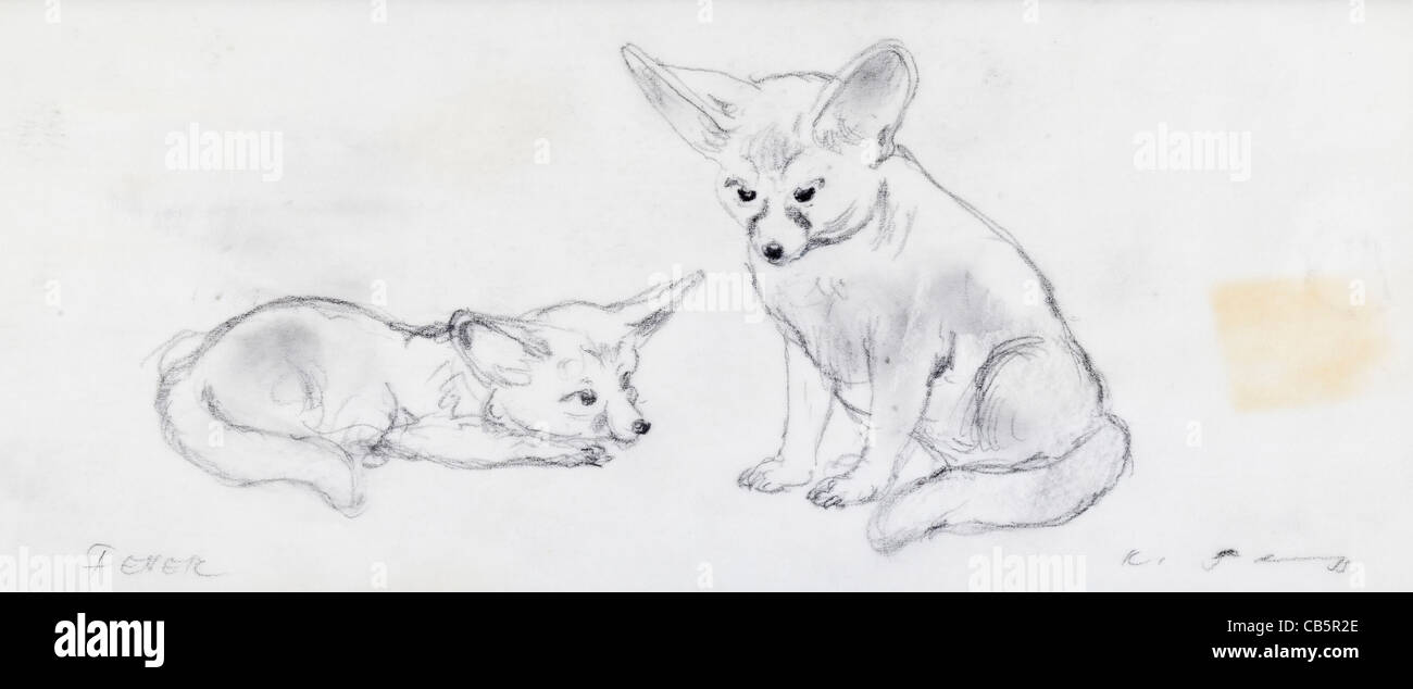 Fennec fox (Vulpes zerda) - ink pen on paper by Kurt Tessmann Stock ...