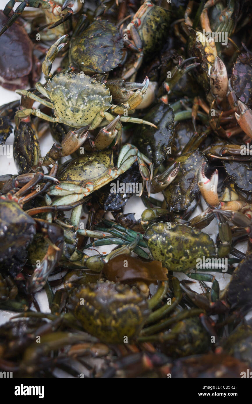 Scottish crab hi-res stock photography and images - Alamy