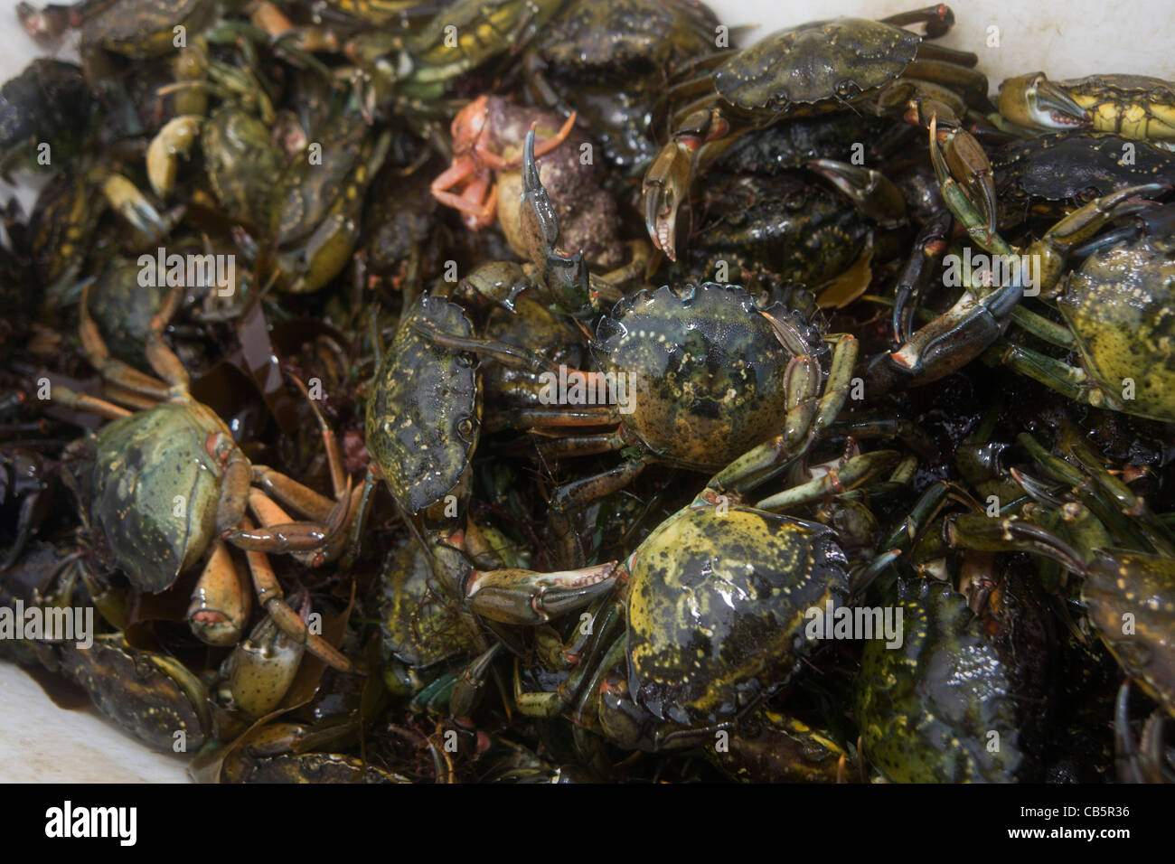 Creel-caught Velvet and Green Crab fished between Fionnphort and Iona ...