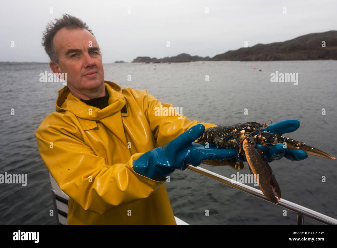 Local fisherman Neil Cameron shows lobster caught between Fionnphort ...