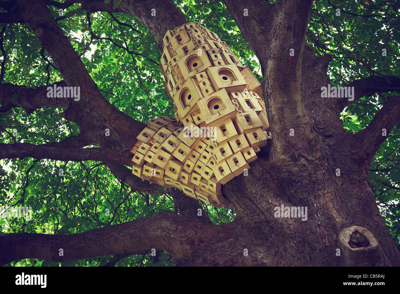 Bird and insect boxes on a horse chestnut tree (Aesculus hippocastanum ...