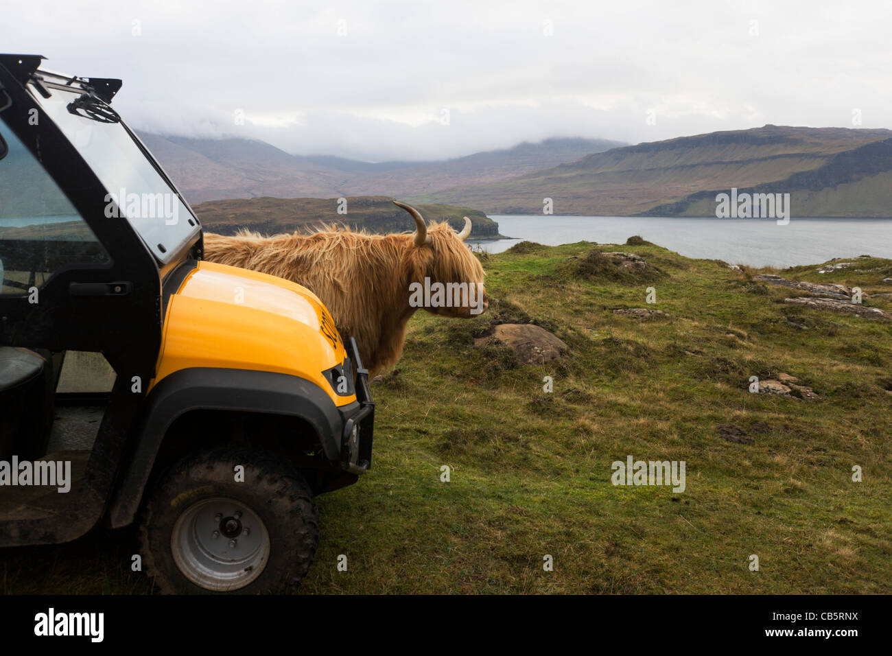 Longhorn cow and JCB Workmax Utility farm vehicle overlooking Loch Na ...