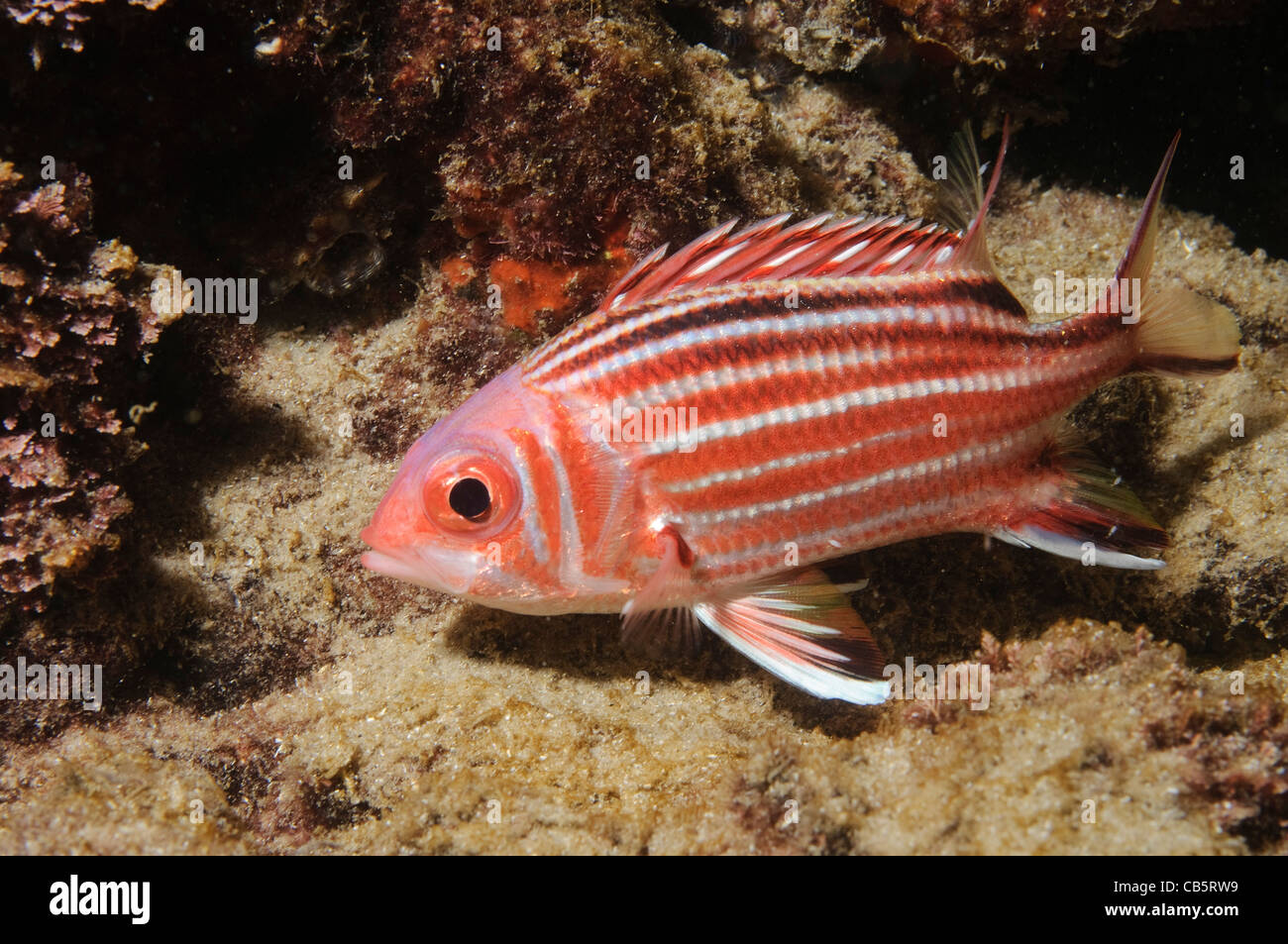 Redcoat - Sargocentron rubrum - Found in coastal reefs or wrecks in ...