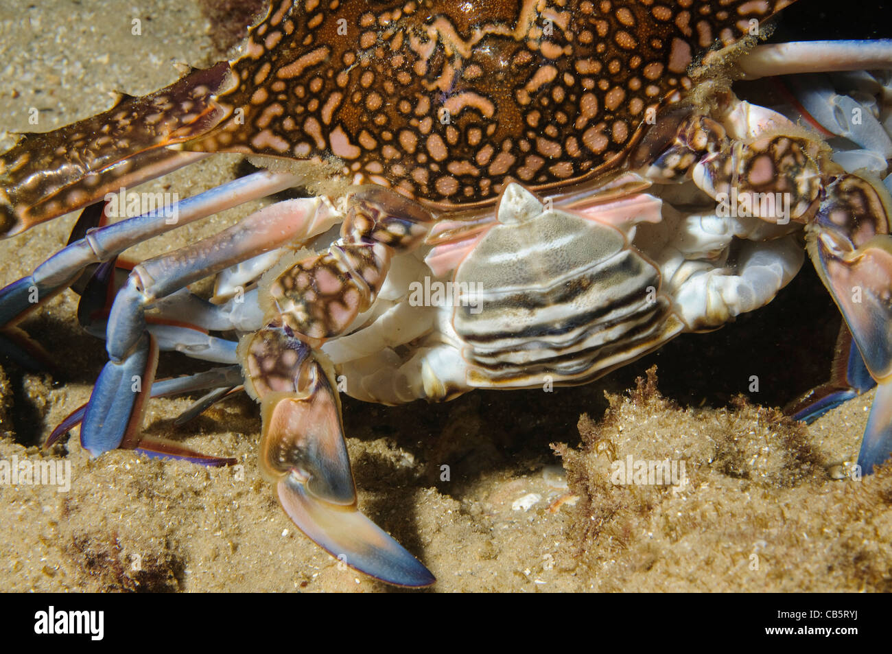 Crab portunus pelagicus hi-res stock photography and images - Alamy