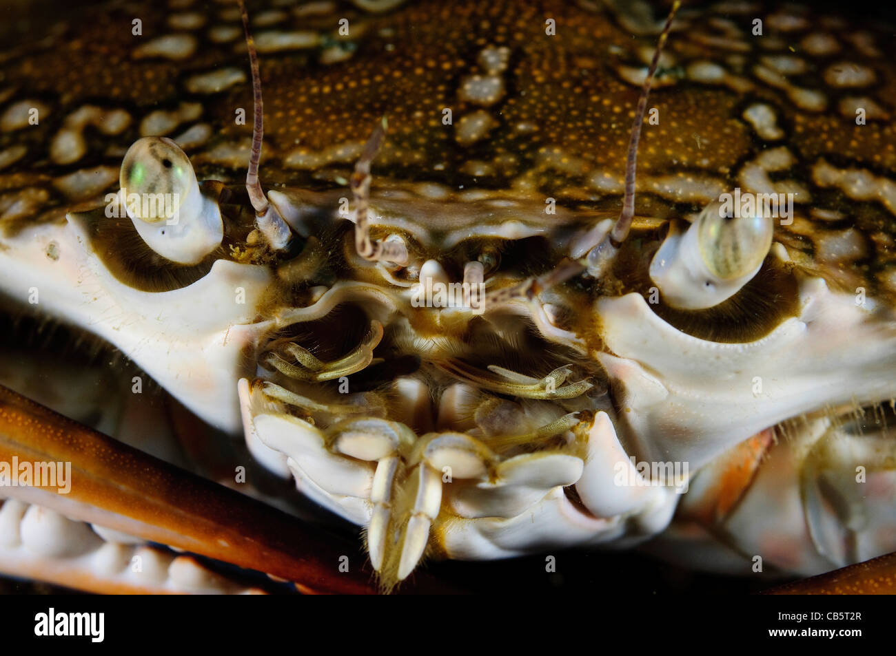 Portunus pelagicus, also known as the flower crab, blue crab, blue ...