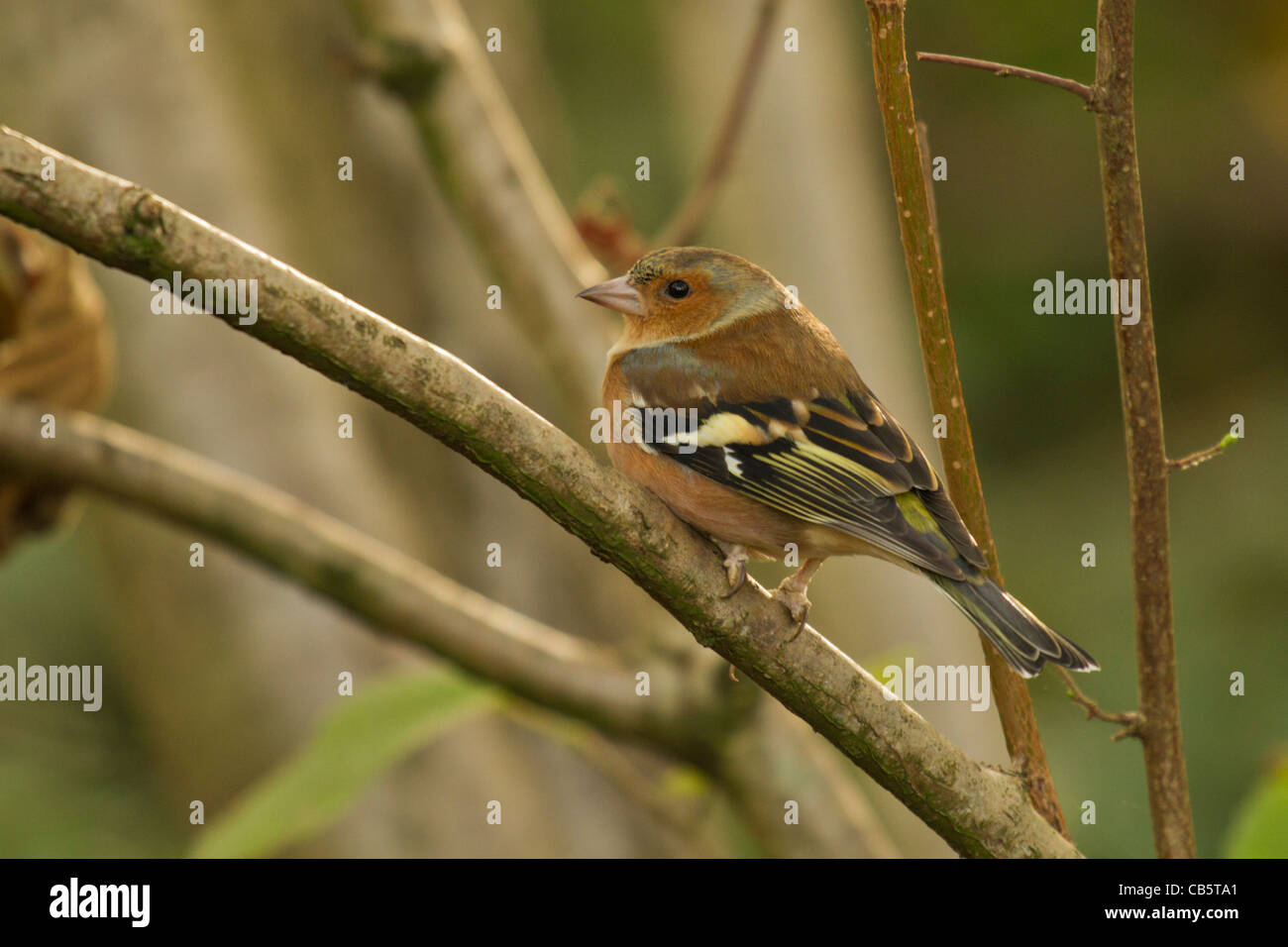Taken at the Alverstone Mead nature reserve on the Isle of Wight Stock ...