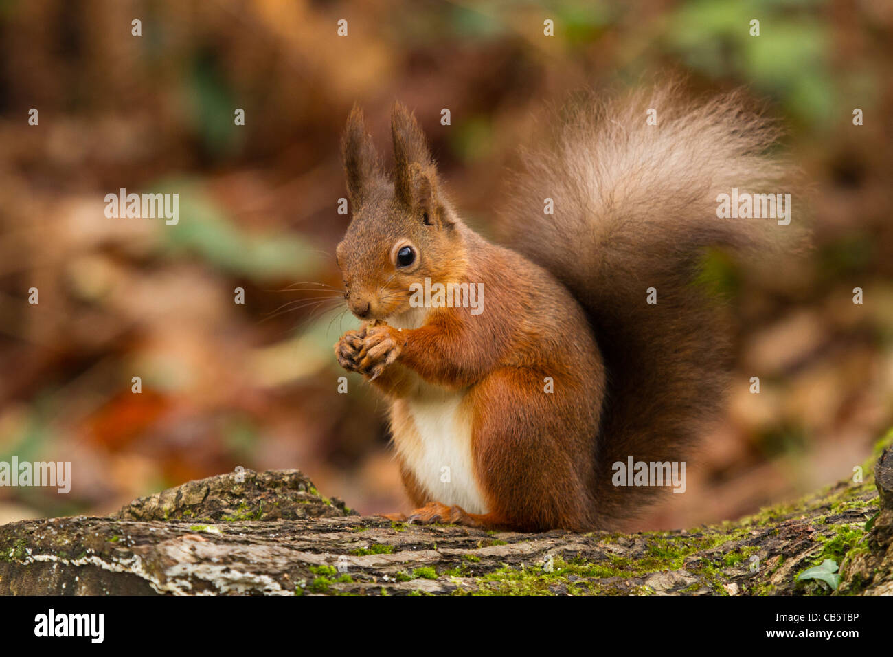 A Red Squirrel at the Alverstone Mead nature reserve in the Isle of ...