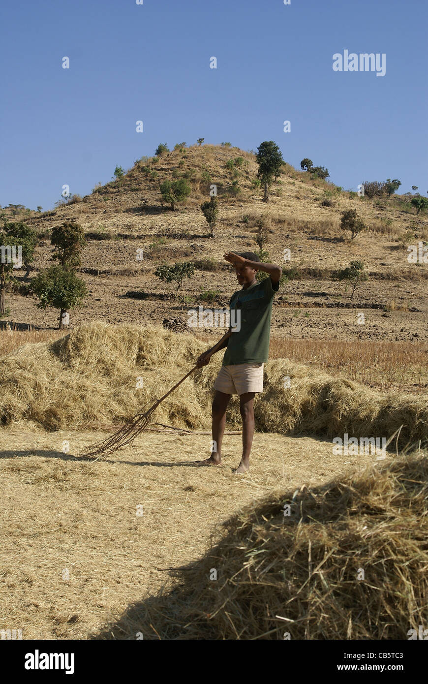 Teff ethiopia hi-res stock photography and images - Alamy