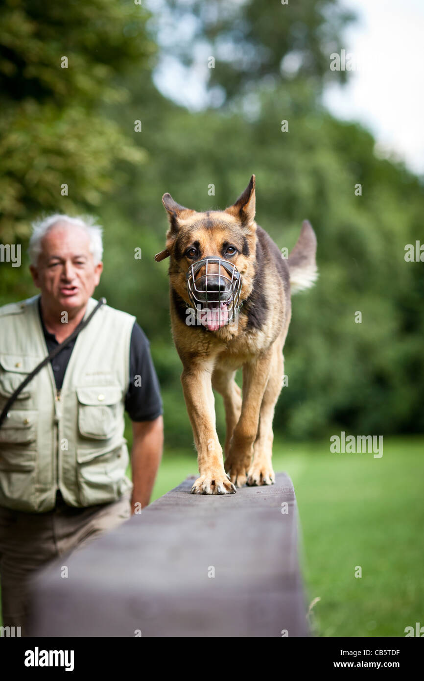 Master and his obedient (German Shepherd) dog at a dog training center ...