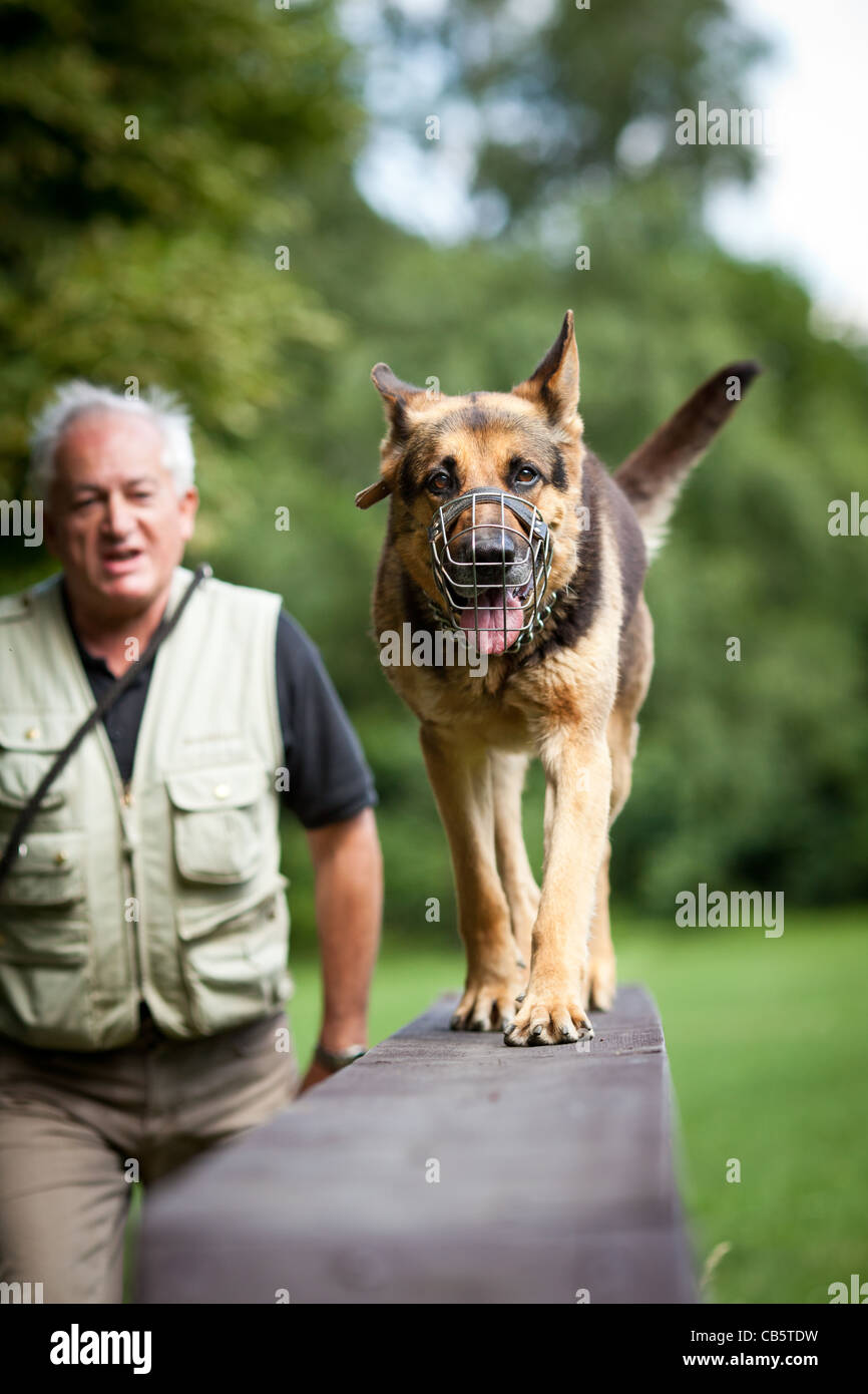 German shepherd master hi-res stock photography and images - Alamy