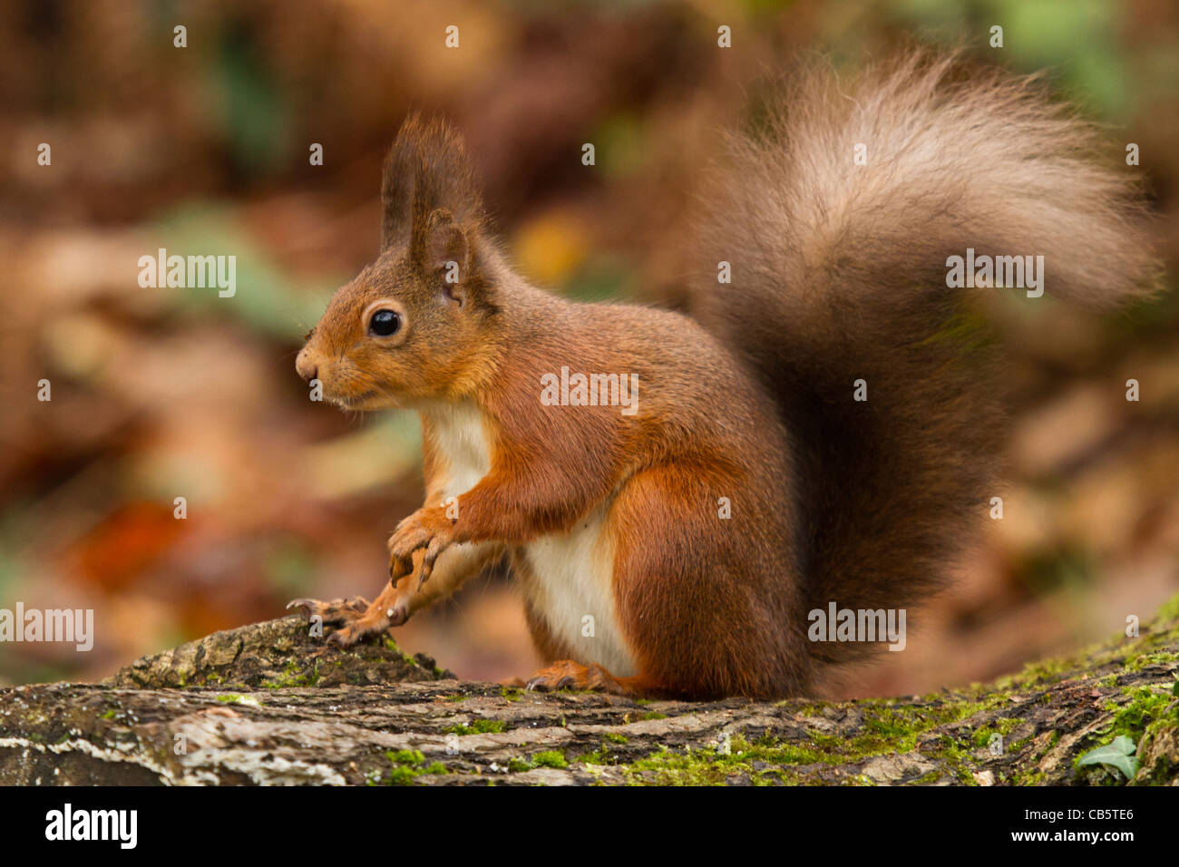 A Red Squirrel at the Alverstone Mead nature reserve in the Isle of ...