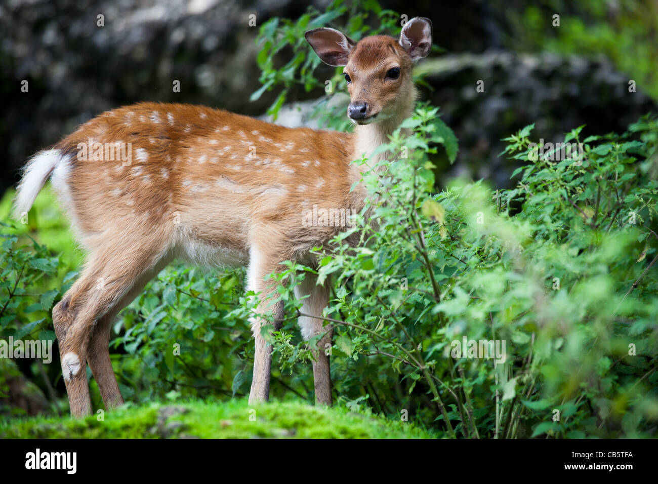 Sika deer (lat. Cervus nippon) doe Stock Photo - Alamy