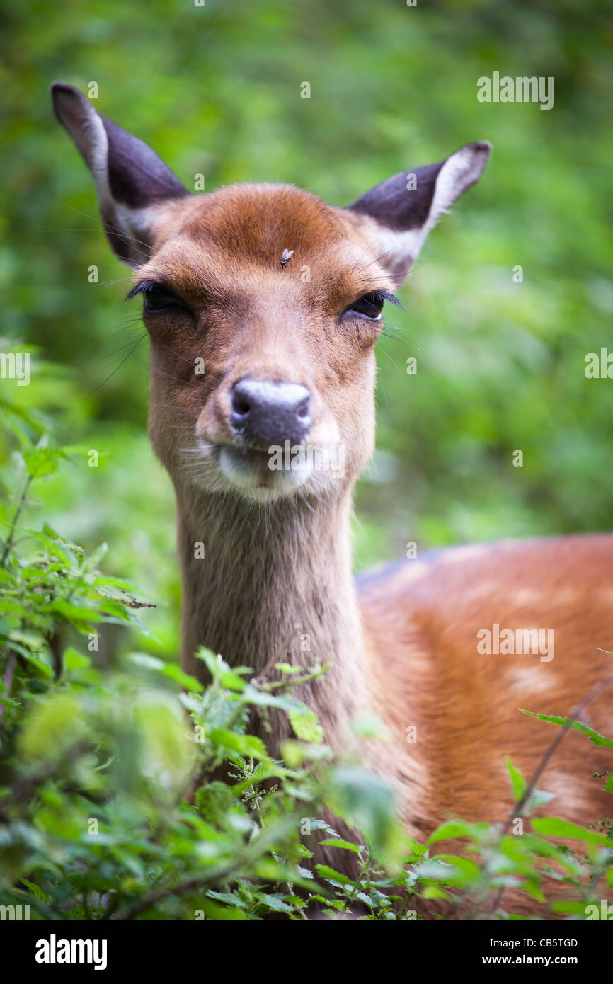 Sika deer (lat. Cervus nippon) doe Stock Photo - Alamy