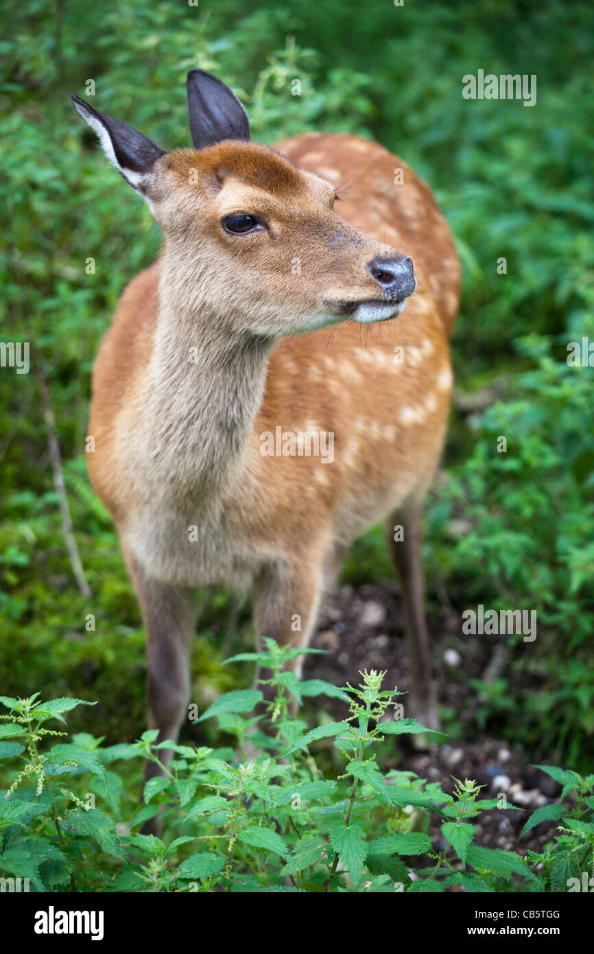 Sika deer (lat. Cervus nippon) doe Stock Photo - Alamy