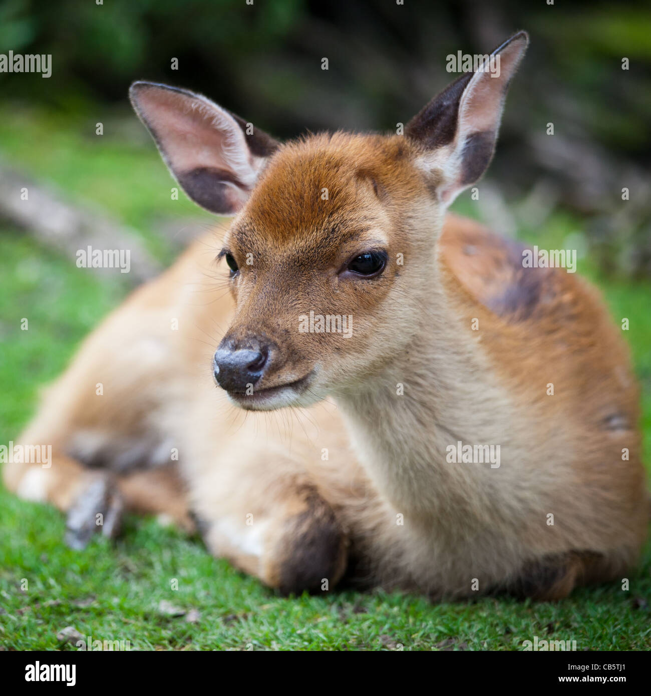 Sika deer (lat. Cervus nippon) doe Stock Photo - Alamy