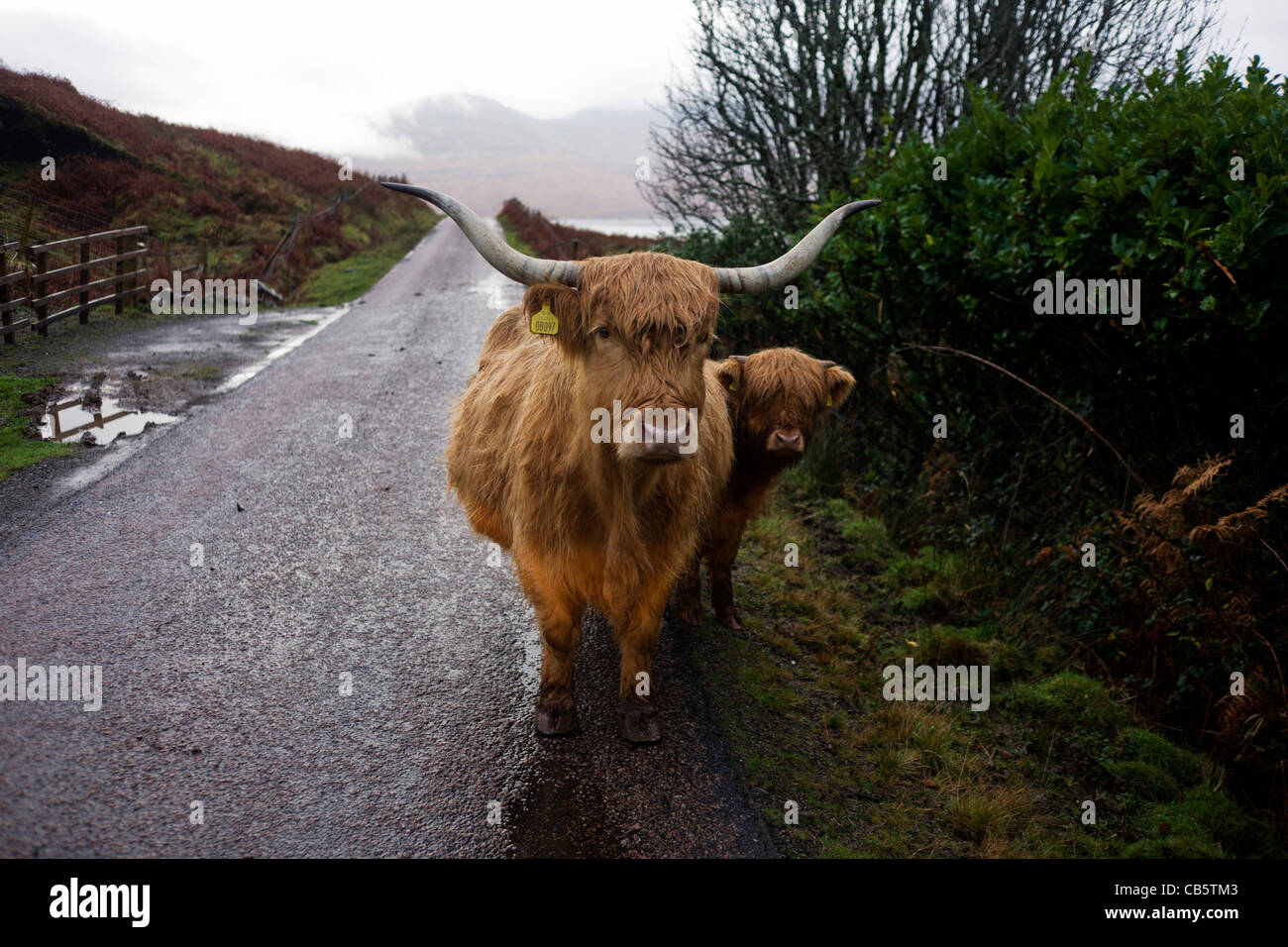 Longhorn cow and its calf occupy the single-track road at Kilbrennan ...