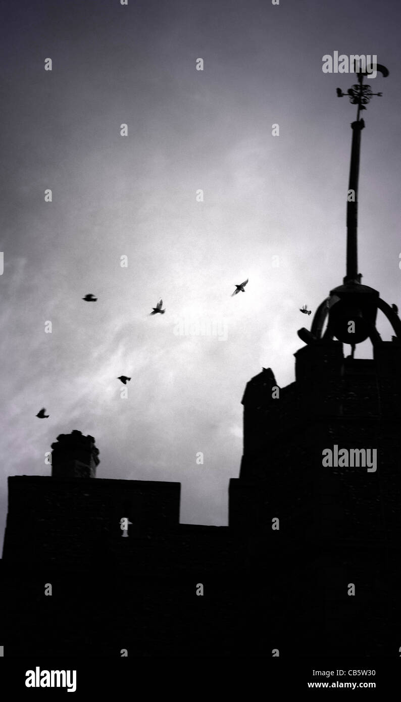 Church birds hi-res stock photography and images - Alamy