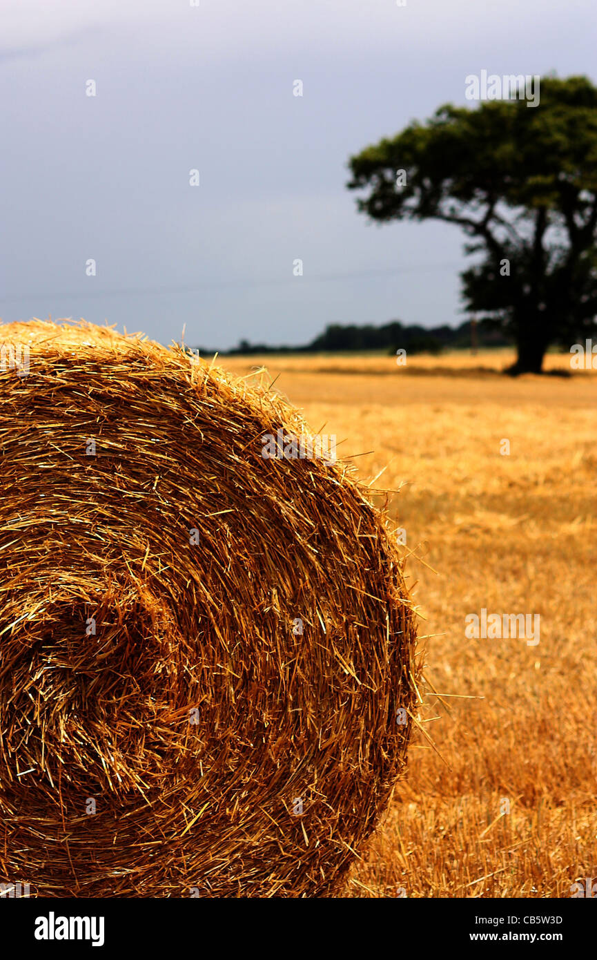 Summer harvest; a recently-rolled hay bale in golden wheat field Stock ...