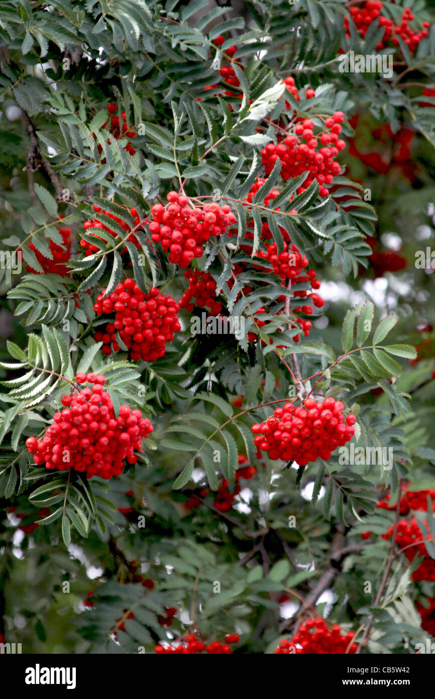 Rowan Berry Mountain Ash European Rowan Quickbeam Stock Photo - Alamy