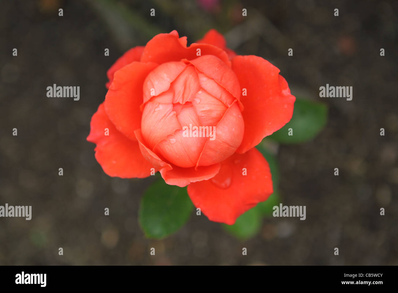 Alexander rose hi-res stock photography and images - Alamy
