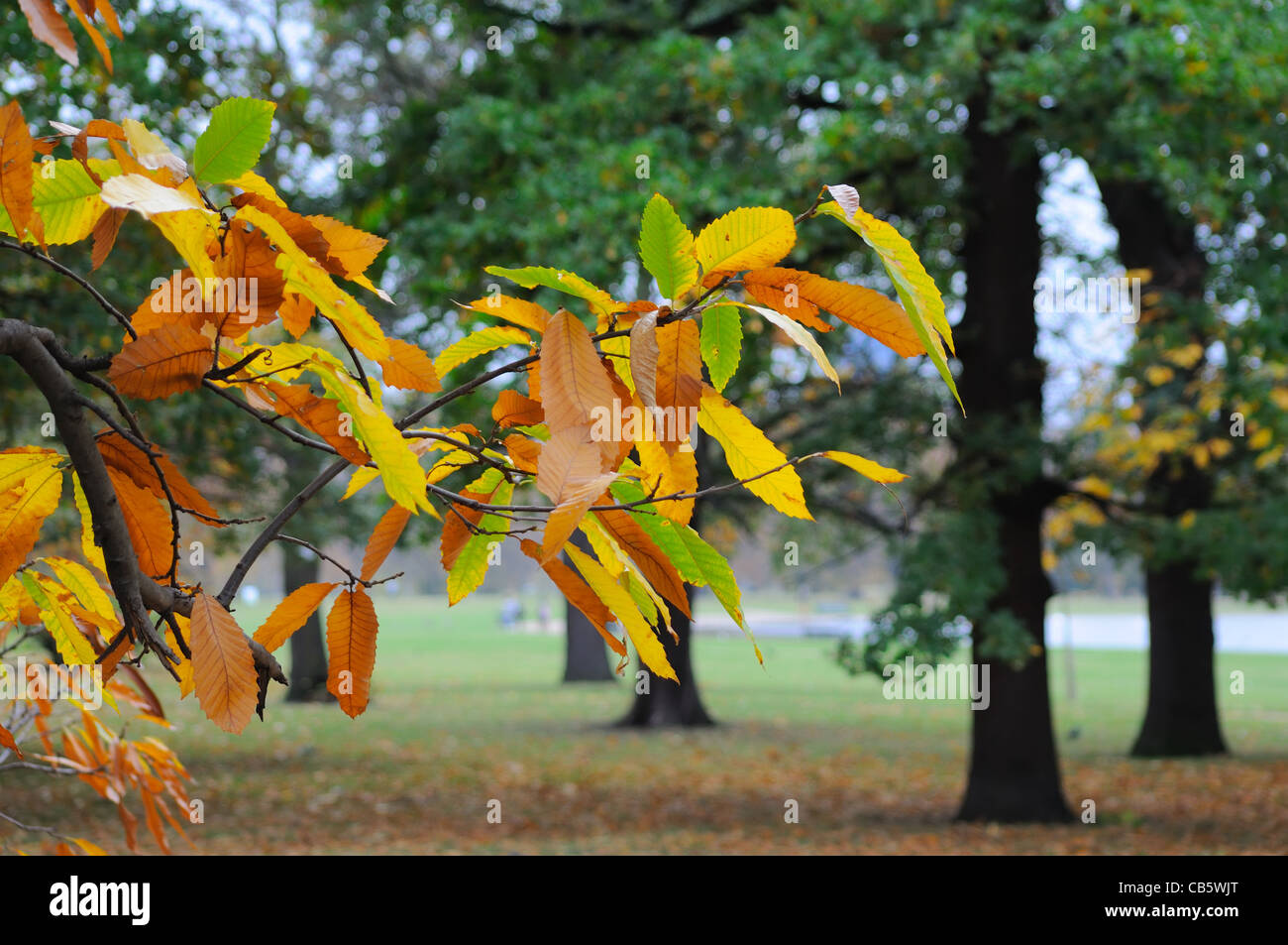 Beautiful trees london hi-res stock photography and images - Alamy
