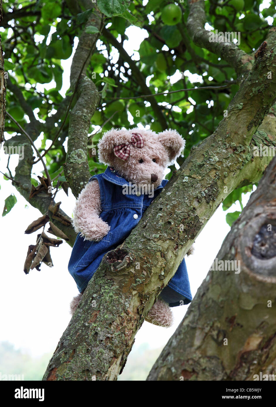 Teddy bear in a tree Stock Photo - Alamy