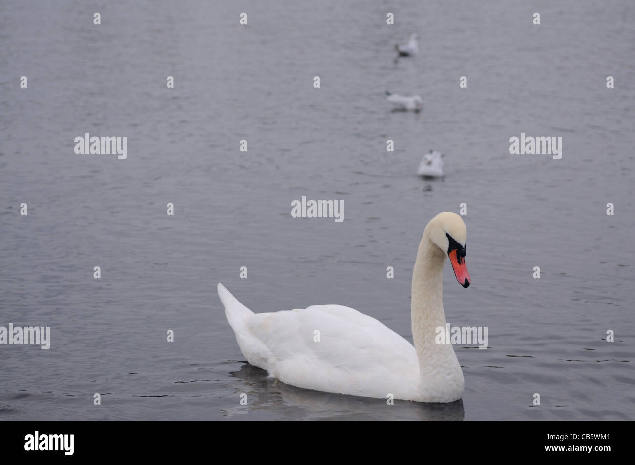London swan hi-res stock photography and images - Alamy