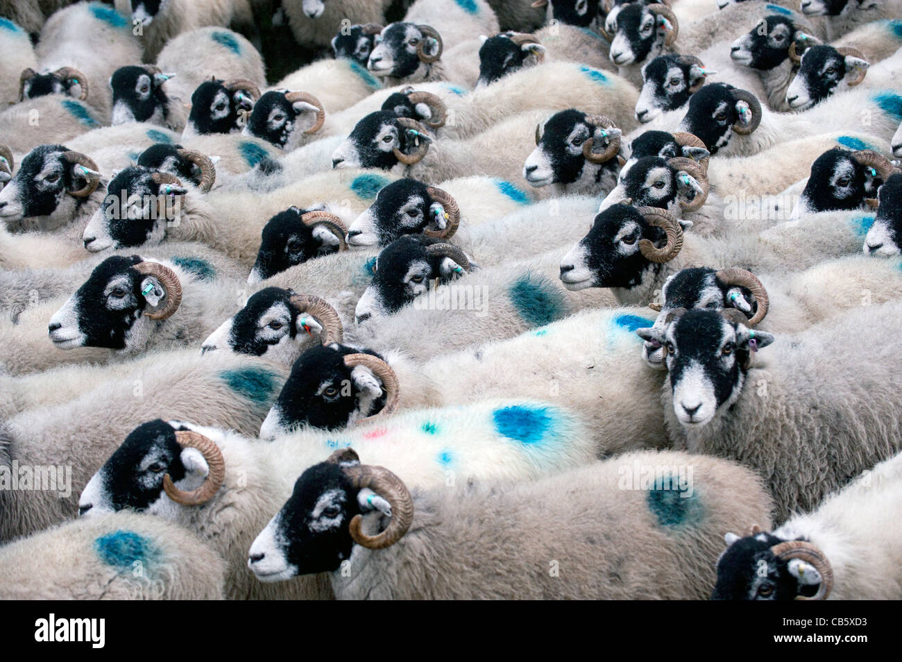Sheep on the move hi-res stock photography and images - Alamy