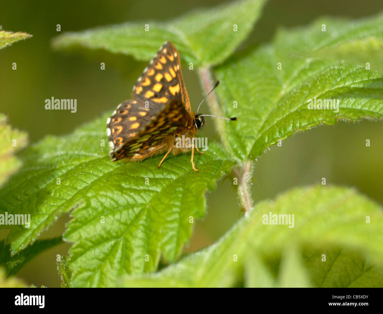 Duke of Burgundy Fritillary ( Hamearis lucina ) At rest on vegetation ...