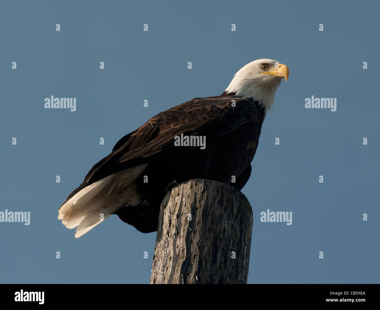 A beautiful Bald Eagle scans the skies for prey on a sunny day during ...