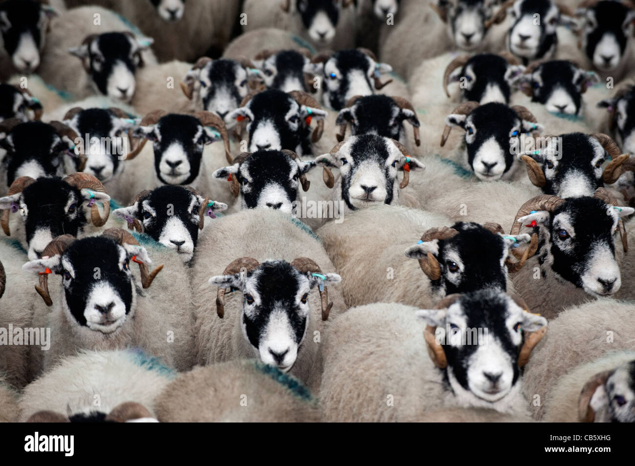 Swaledale sheep hi-res stock photography and images - Alamy