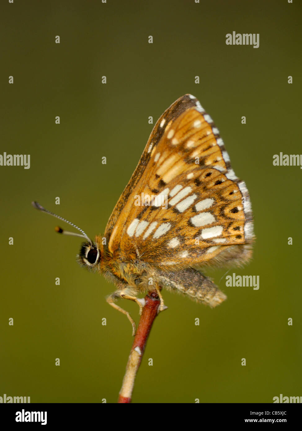 Duke of Burgundy Fritillary ( Hamearis lucina ) Exposed on the top of a ...