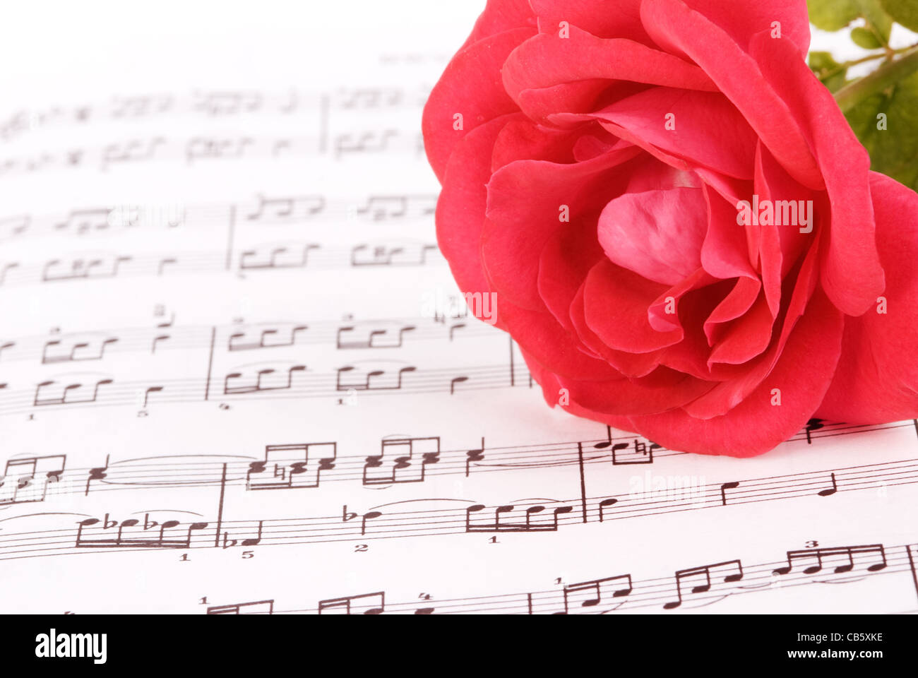 pink rose with classic notes Stock Photo - Alamy